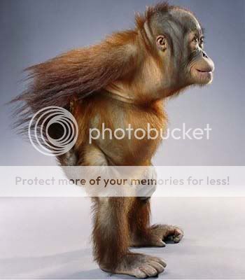 FARK.com: (3422708) The cutest ugly ass orangutan twins you'll see in ...