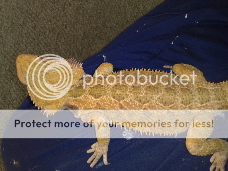 Megaray 70watt Metal Halide Setup Review | Reptile Forums