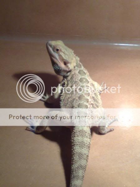 Megaray 70watt Metal Halide Setup Review | Reptile Forums