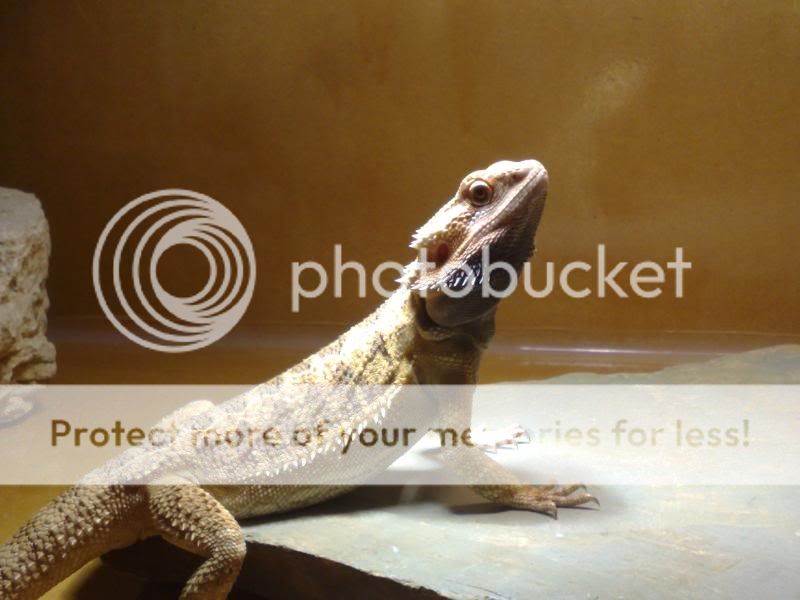 Megaray 70watt Metal Halide Setup Review | Reptile Forums