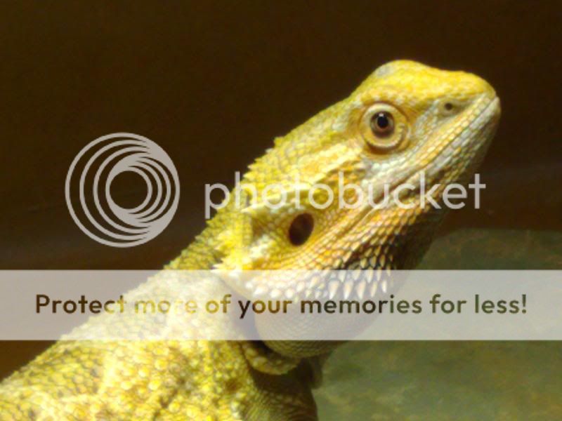 Megaray 70watt Metal Halide Setup Review | Reptile Forums