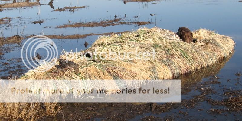 momarsh Fatboy | Duckboats