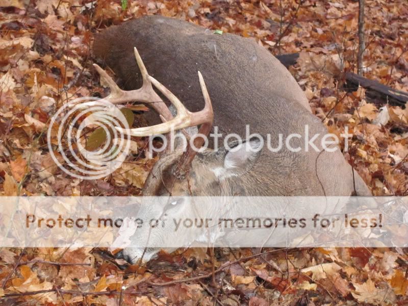 The Official Aimless Big Rack Contest! > General Discussion > AR15.COM