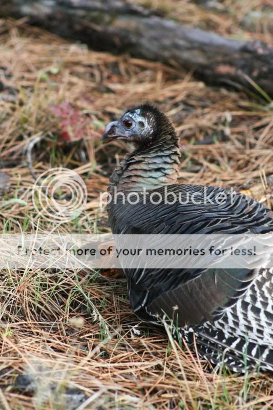 The 4-Foot Hen | Archery Talk Forum