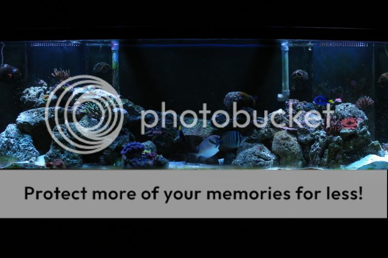 155 gallon reef tank | VW Vortex - Volkswagen Forum