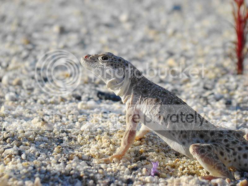 2008 Mojave trip repost (DUW) - Field Herp Forum
