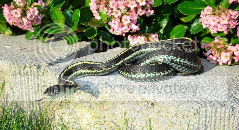 prettiest snake - Page 1 - Field Herp Forum