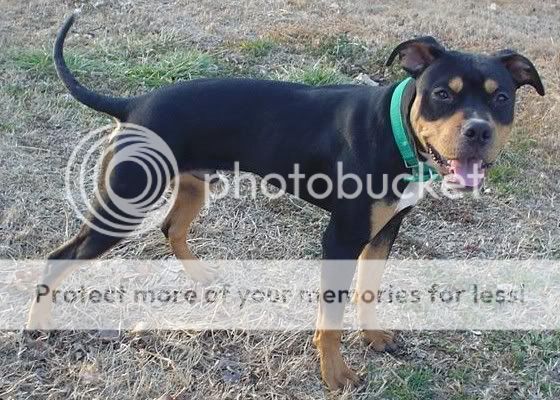 What does everybody think of Sorrels bloodline? | Go Pitbull Forums