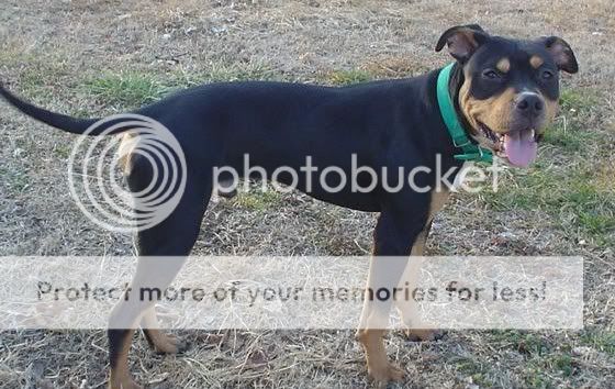 What does everybody think of Sorrels bloodline? | Page 2 | Go Pitbull ...