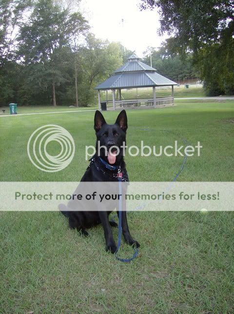Mr. Mulder pictures | German Shepherds Forum
