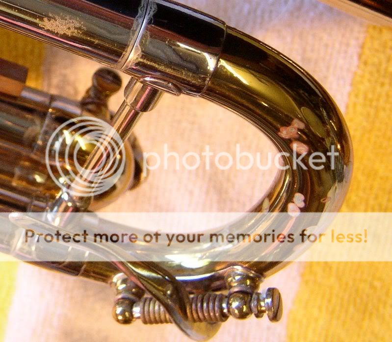 is this red rot? - View topic: Trumpet Herald forum