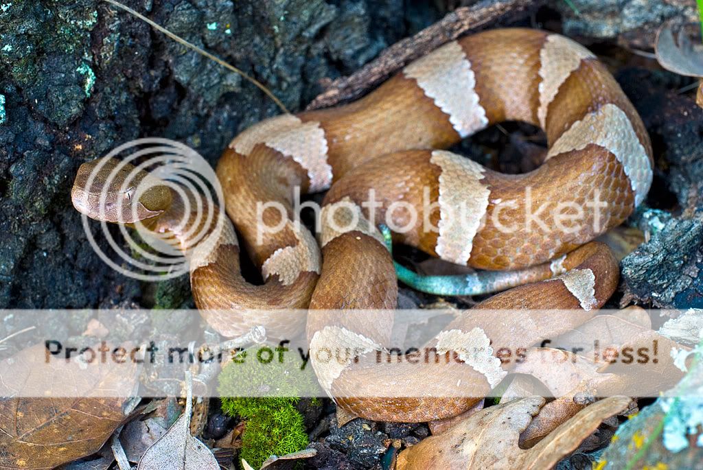 NM and Texas the last month or so (leopard frog ID needed) - Field Herp ...