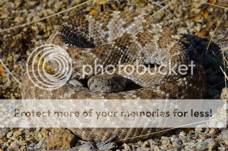 Crotalus Atrox - Field Herp Forum
