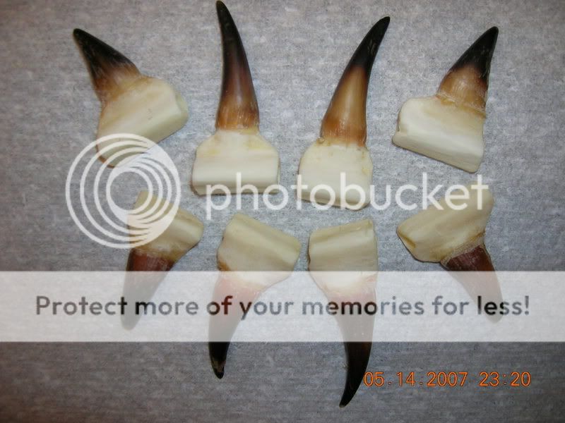 Turkey Spurs! Preserving the memory... | Archery Talk Forum