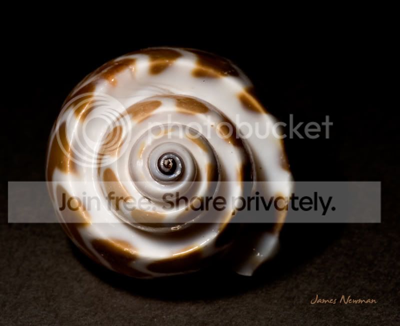 A Shell of My Former Self | Open Photography Forums