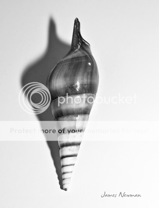 A Shell of My Former Self | Open Photography Forums