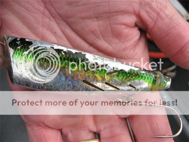 Brads Super Plug Cut | Game Fishing Forum